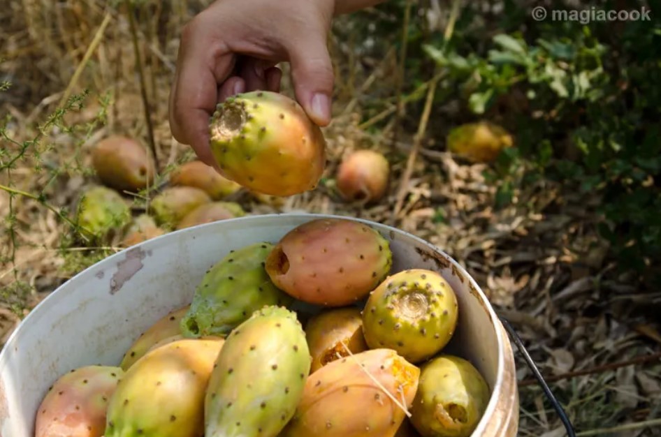 10 secrets for growing prickly pear in your garden | My desired home