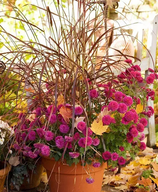 Autumn Garden: Plant Combinations for Autumn Pots and Flowerbeds | My ...