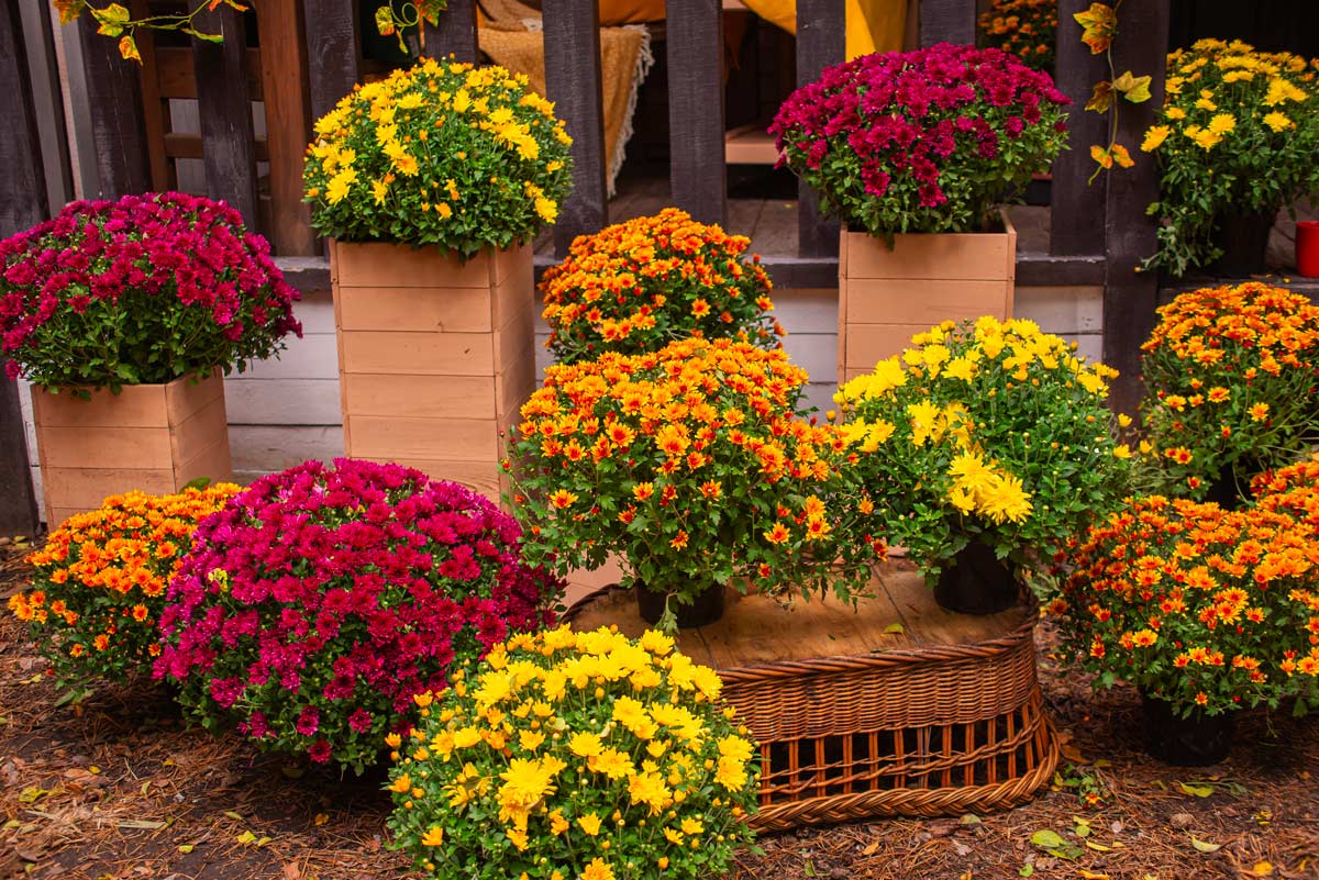 Autumn Garden: Plant Combinations for Autumn Pots and Flowerbeds | My ...