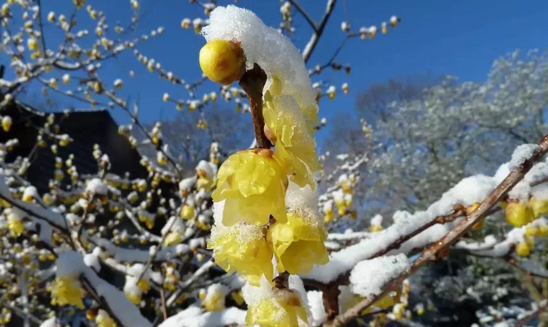 Chimonanthus, the winter flower that will give color to your garden ...