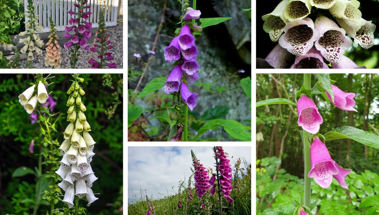 Foxglove: How to plant, grow and care in your pot and garden | My ...