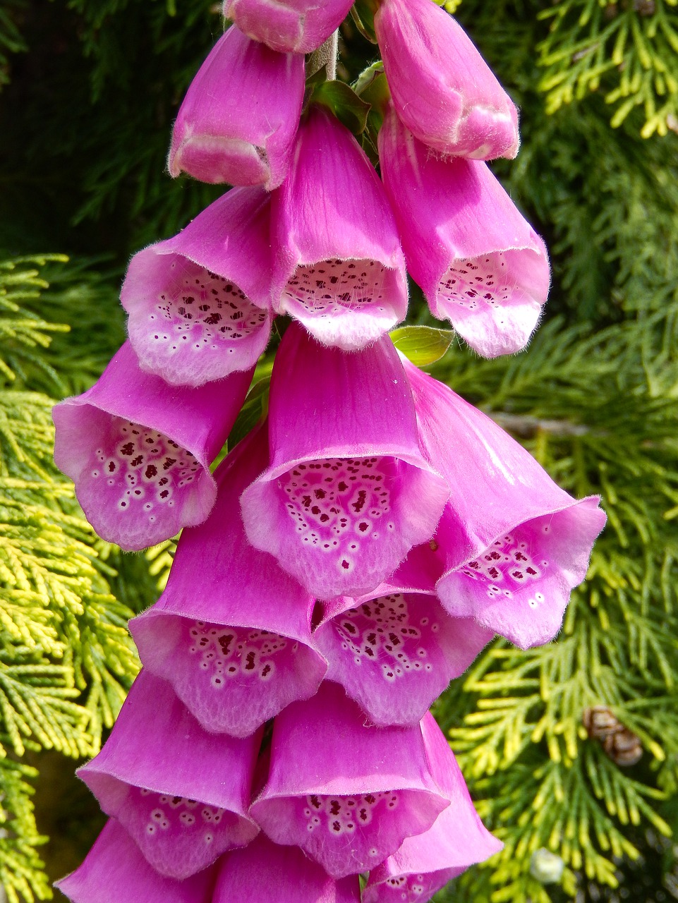 Foxglove: How to plant, grow and care in your pot and garden | My ...