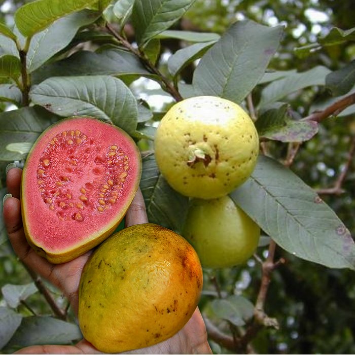 Guava, the most fragrant exotic fruit in your garden | My desired home