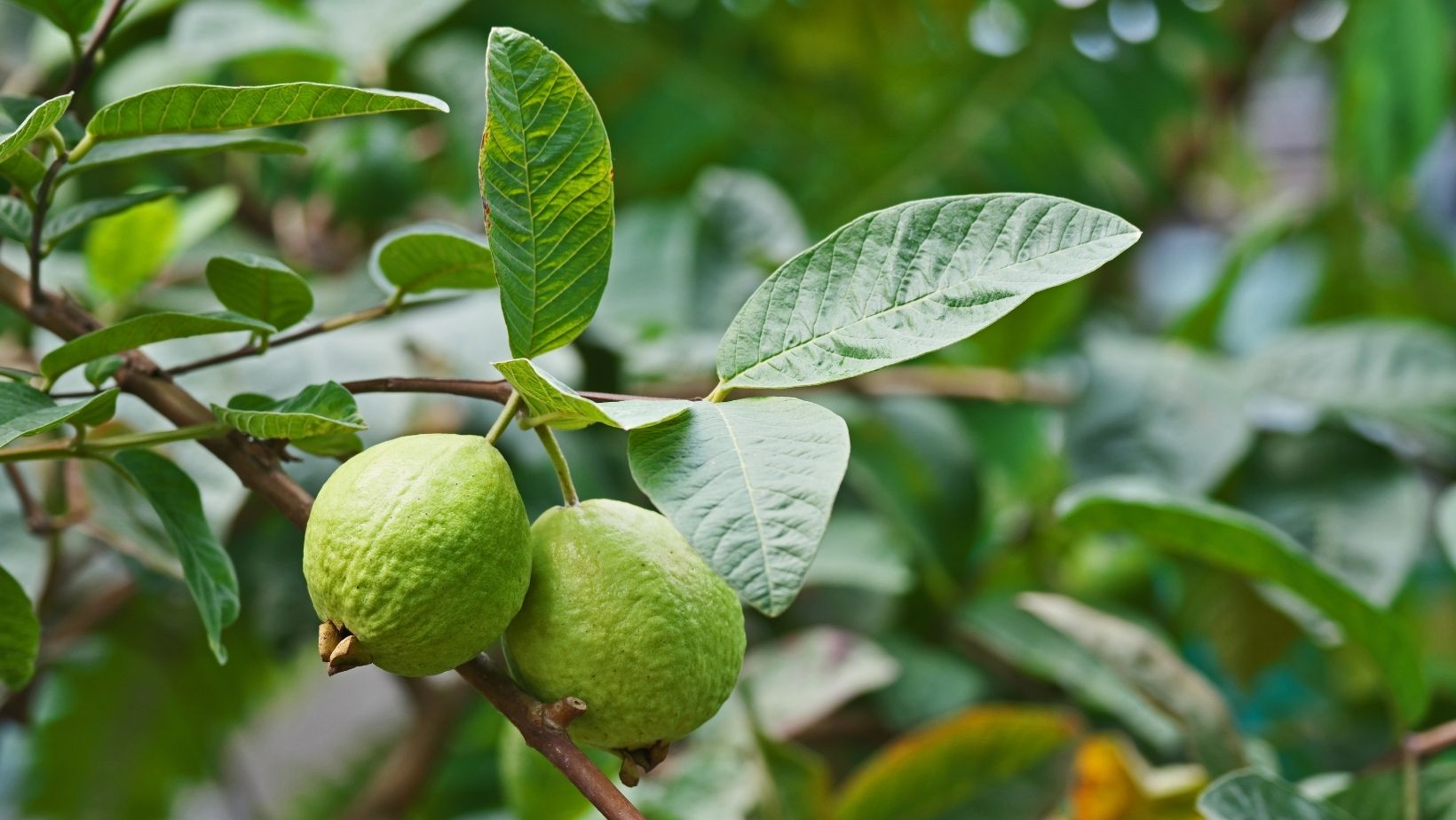 Guava, the most fragrant exotic fruit in your garden | My desired home