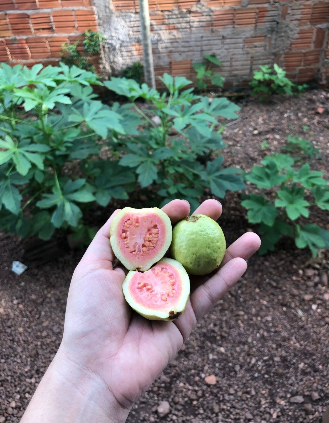 Guava, the most fragrant exotic fruit in your garden | My desired home