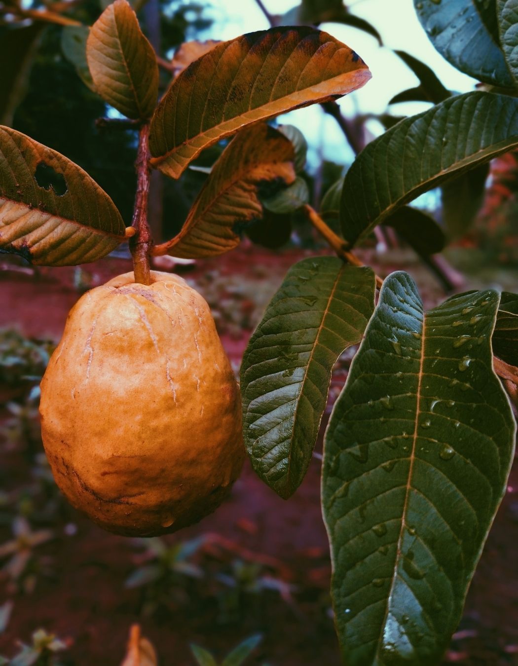 Guava, the most fragrant exotic fruit in your garden | My desired home