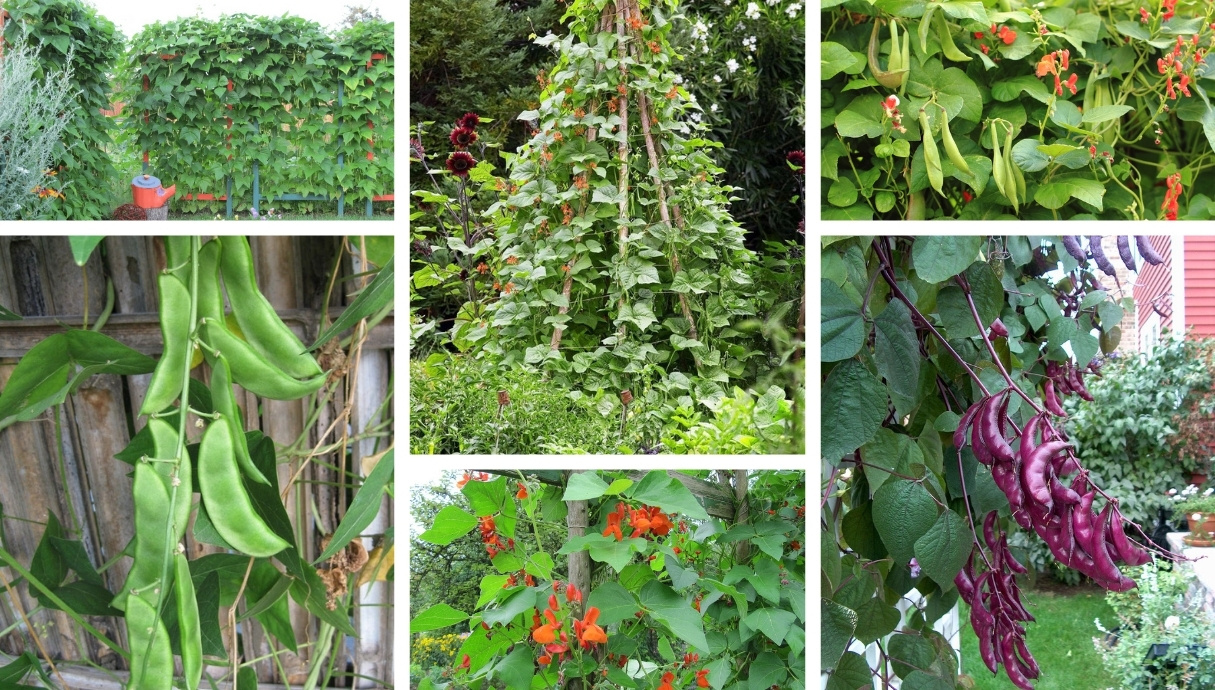 How to grow Climbing beans in your pot and garden | My desired home