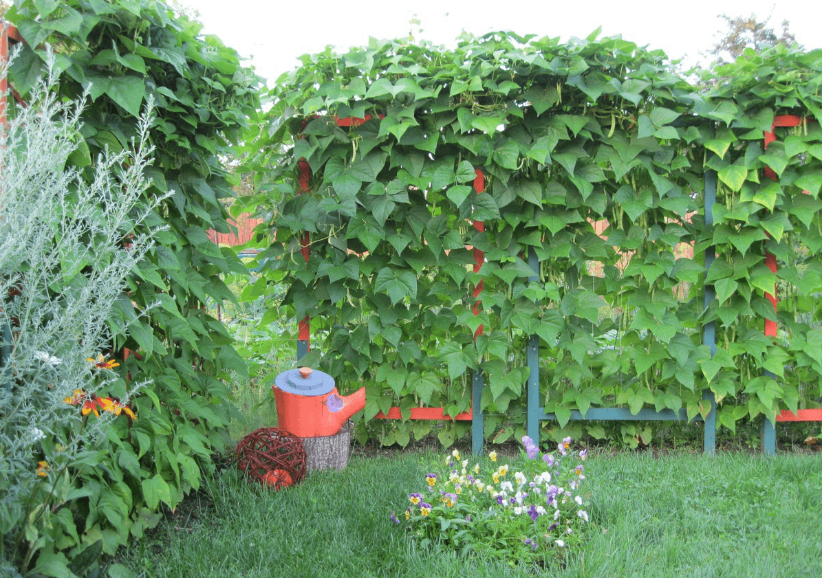 How to grow Climbing beans in your pot and garden | My desired home