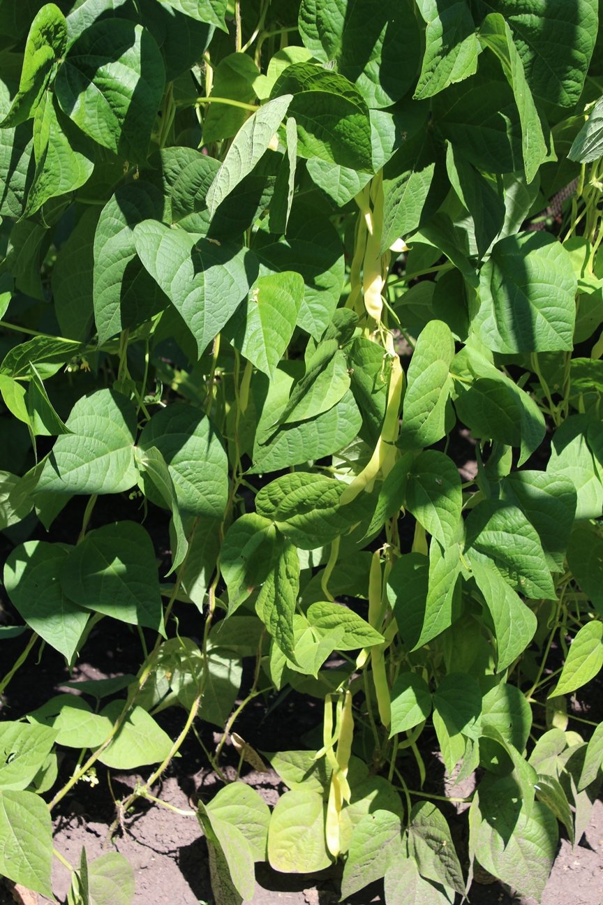 How to grow Climbing beans in your pot and garden | My desired home