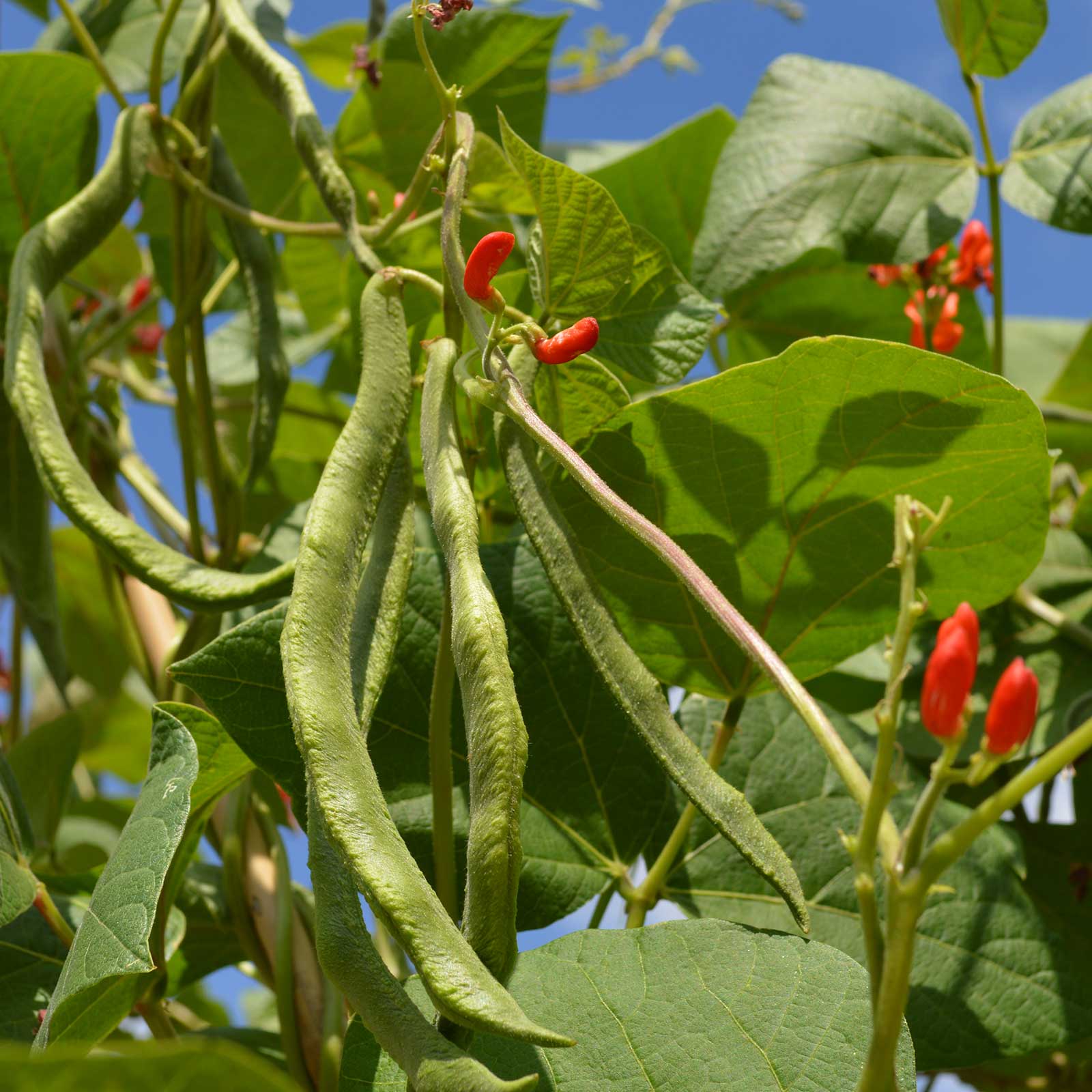 How to grow Climbing beans in your pot and garden | My desired home