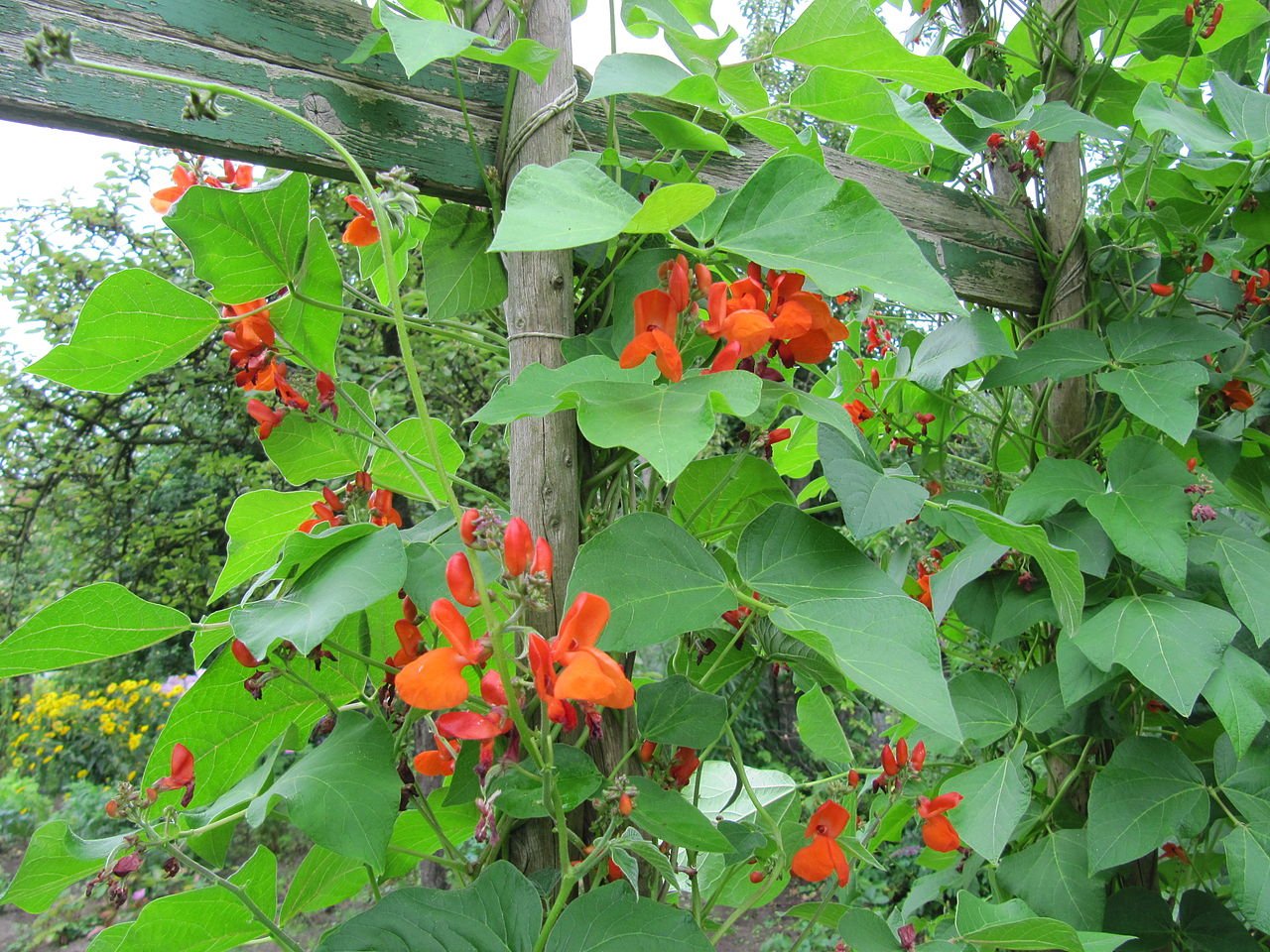 How to grow Climbing beans in your pot and garden | My desired home