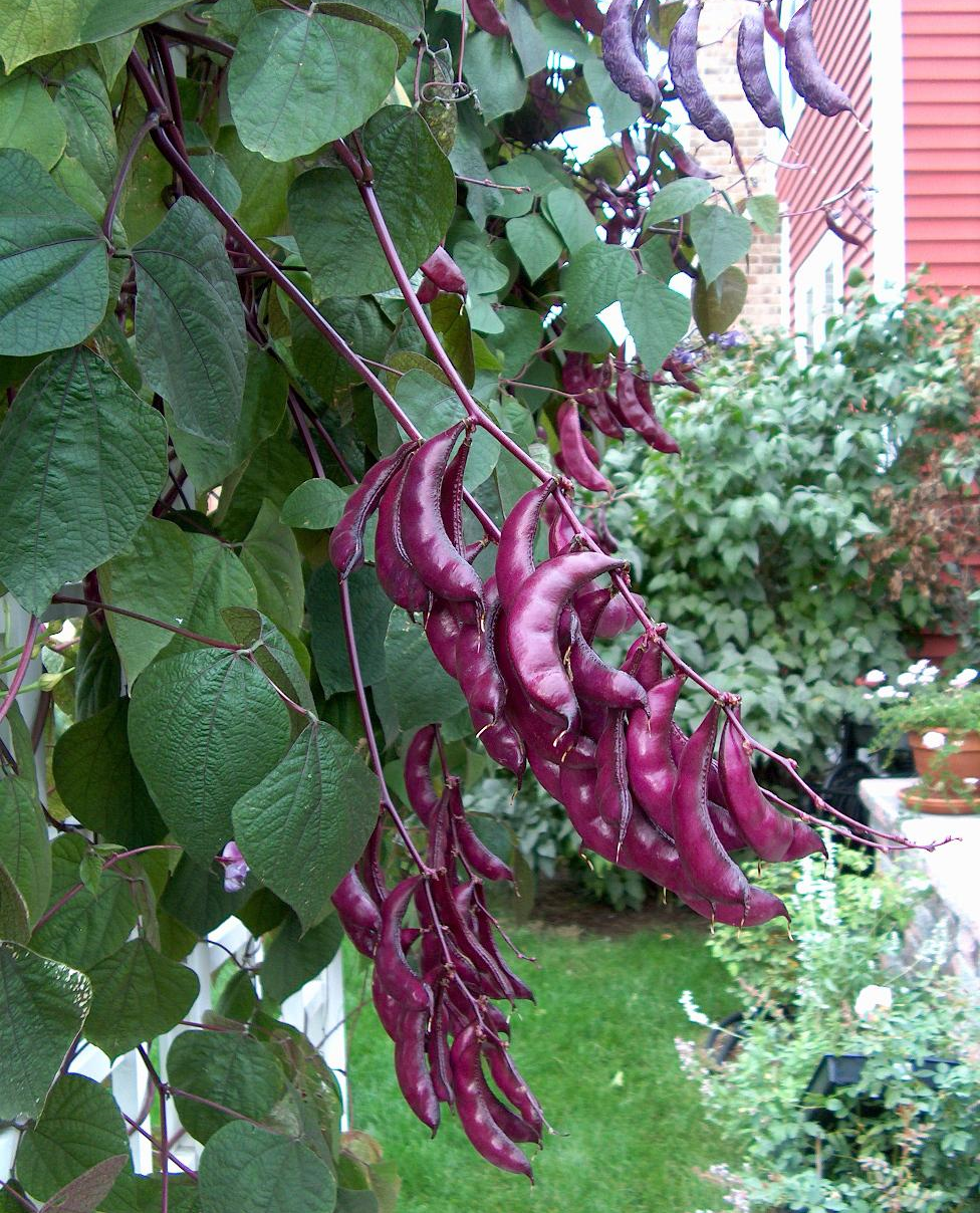How to grow Climbing beans in your pot and garden | My desired home