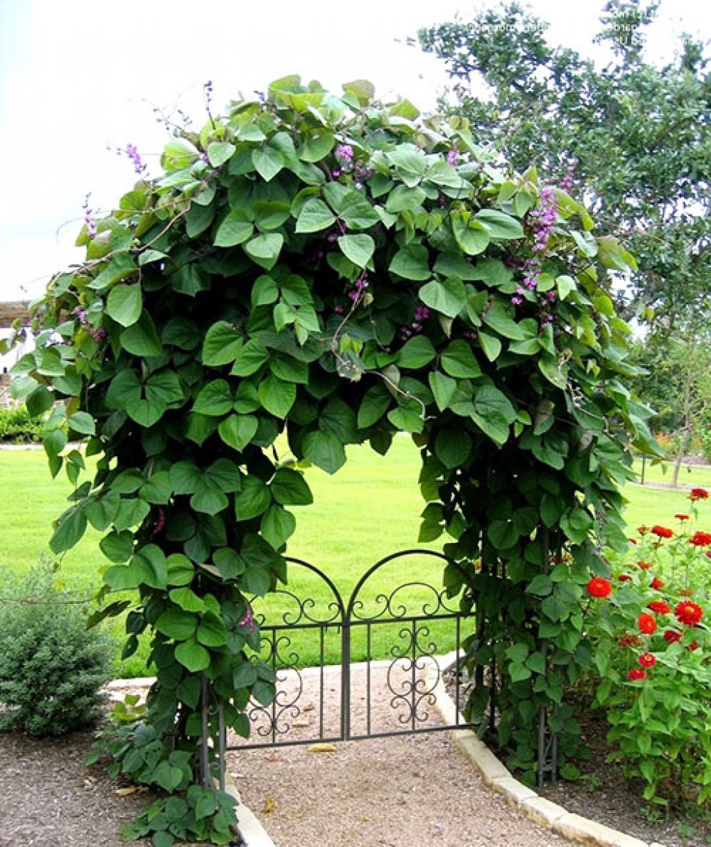 How to grow Climbing beans in your pot and garden | My desired home