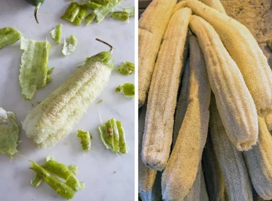 Loofah cultivation, the vegetable sponge in your pot and garden | My ...