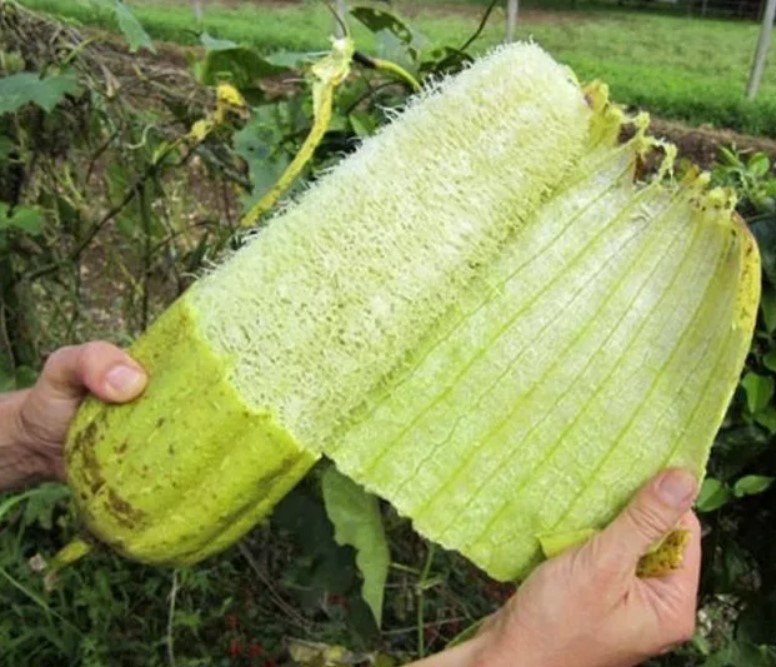 Loofah cultivation, the vegetable sponge in your pot and garden | My ...