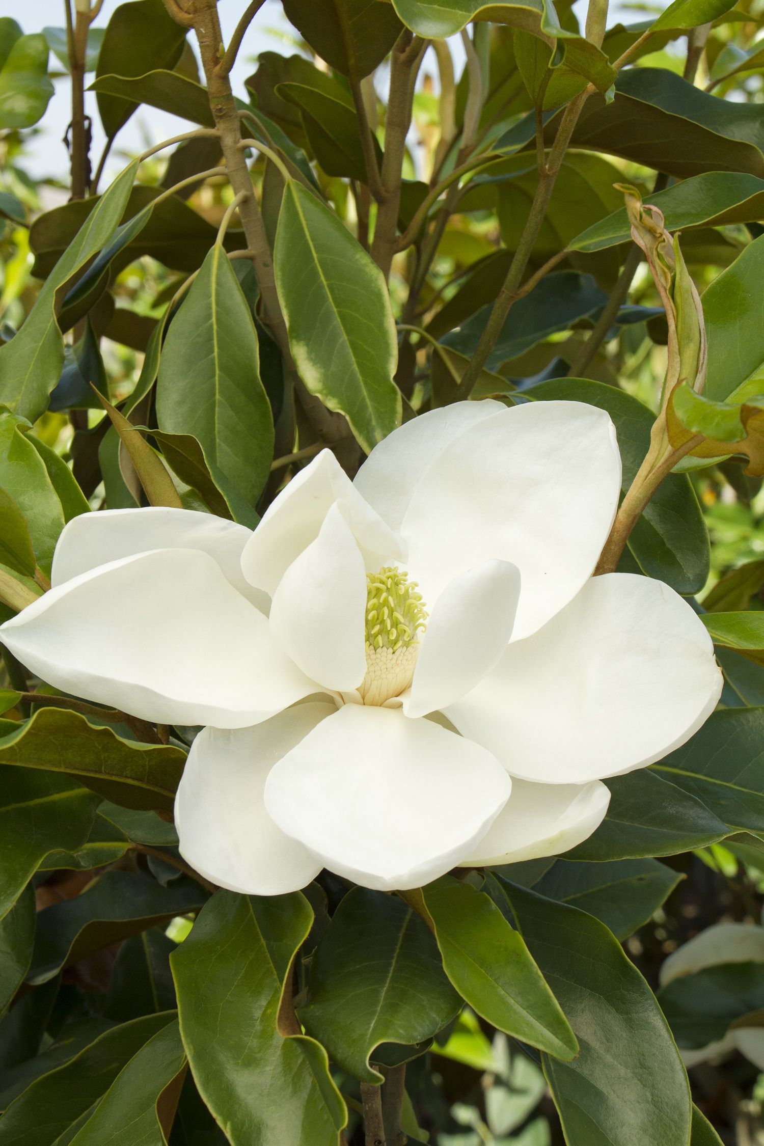 Magnolia evergreen tree for your pots and garden | My desired home