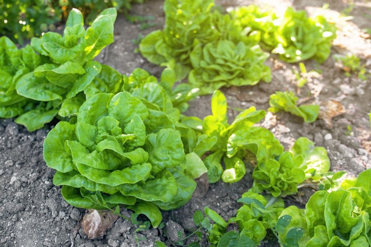 Late Fall vegetables to plant for a full table harvest | My desired home