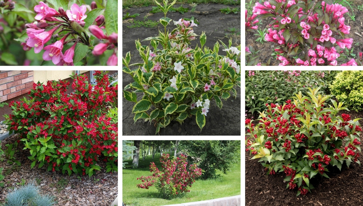 Weigela: An amazing shrub for your garden | My desired home