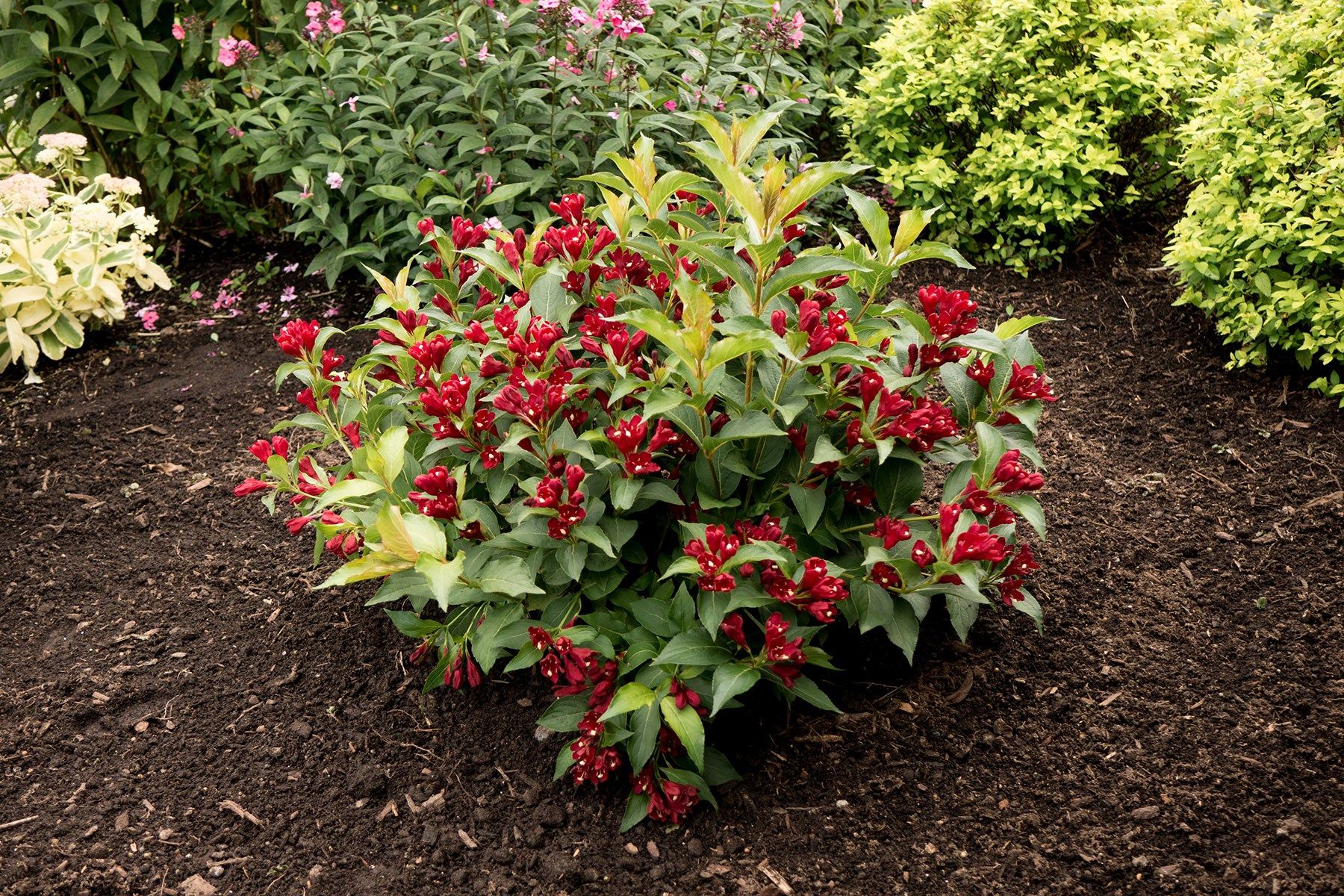 Weigela: An amazing shrub for your garden | My desired home