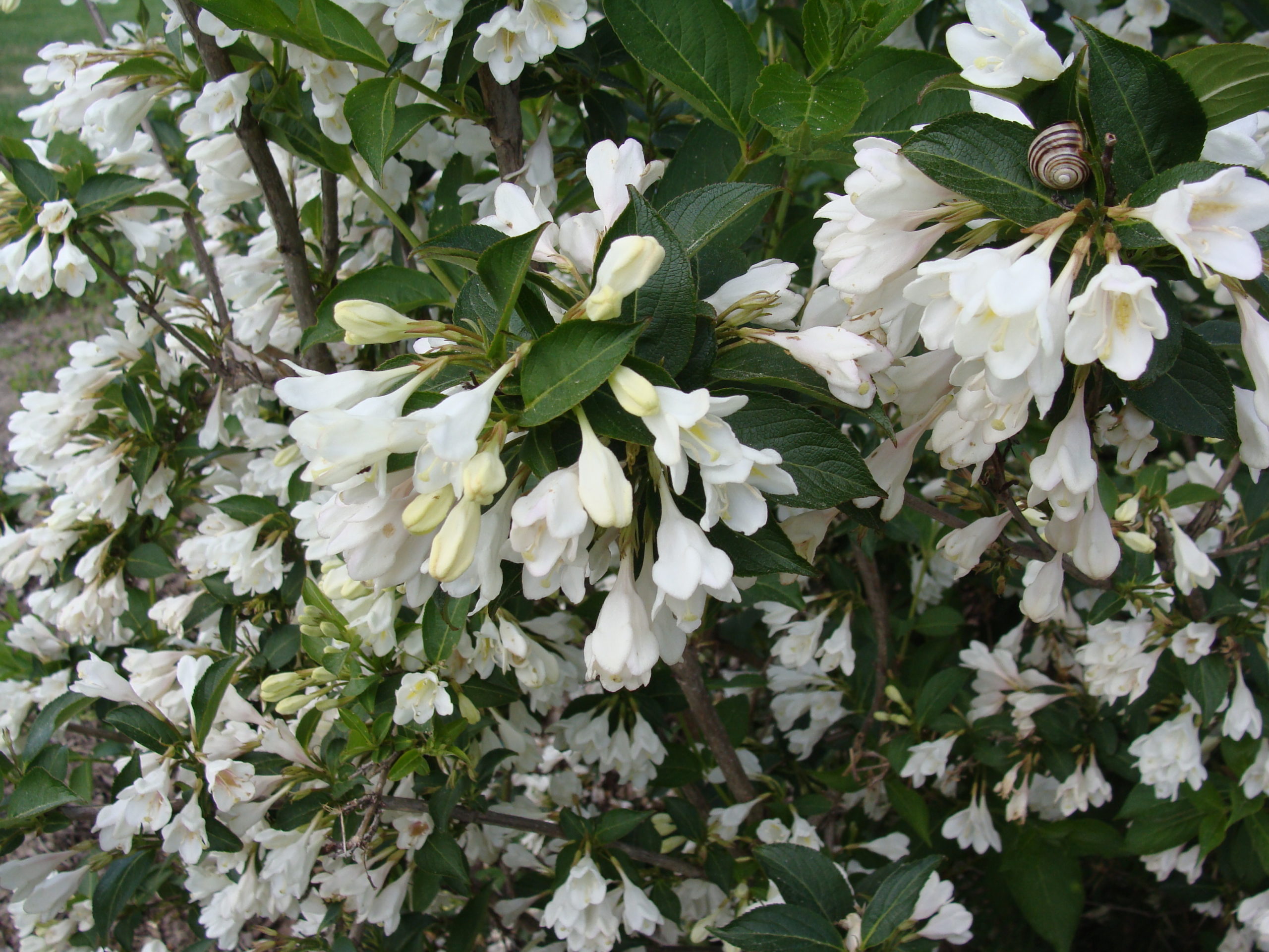 Weigela: An amazing shrub for your garden | My desired home
