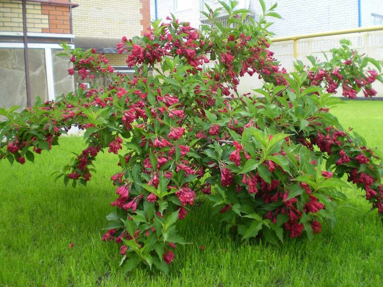 Weigela: An amazing shrub for your garden | My desired home