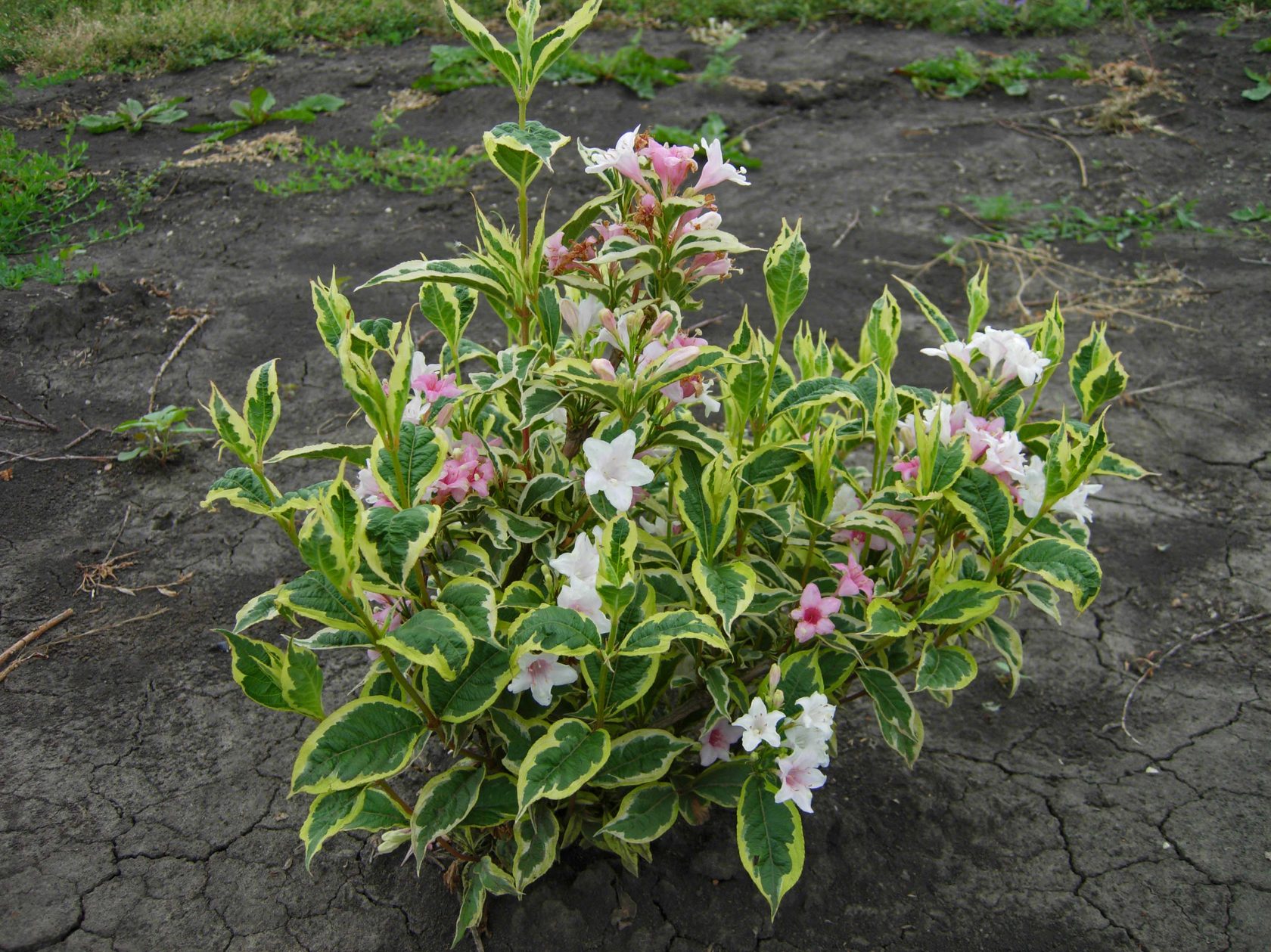 Weigela: An amazing shrub for your garden | My desired home