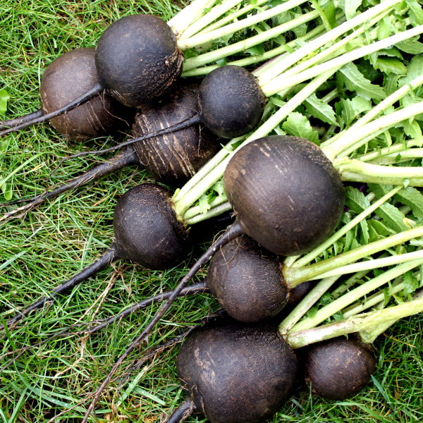 Late Fall vegetables to plant for a full table harvest | My desired home