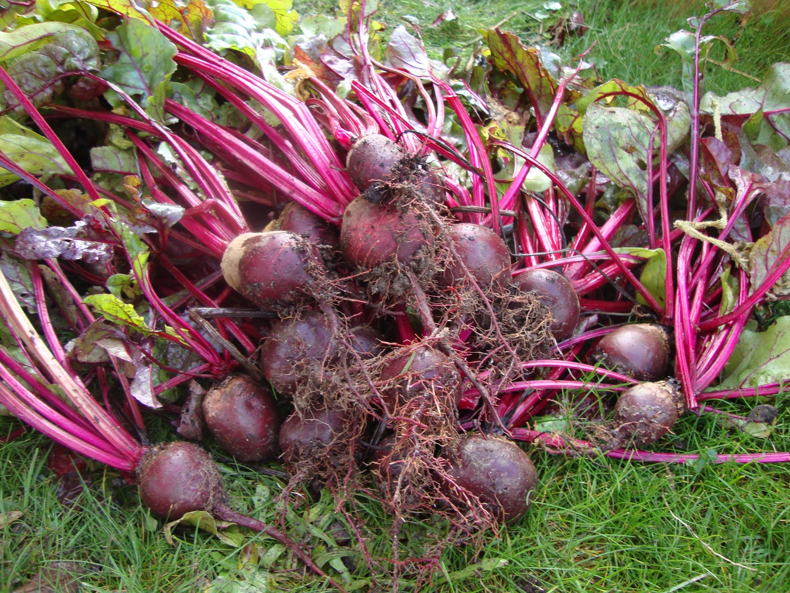11 secrets for growing beets in your pot and garden | My desired home
