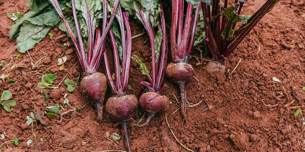 11 secrets for growing beets in your pot and garden | My desired home