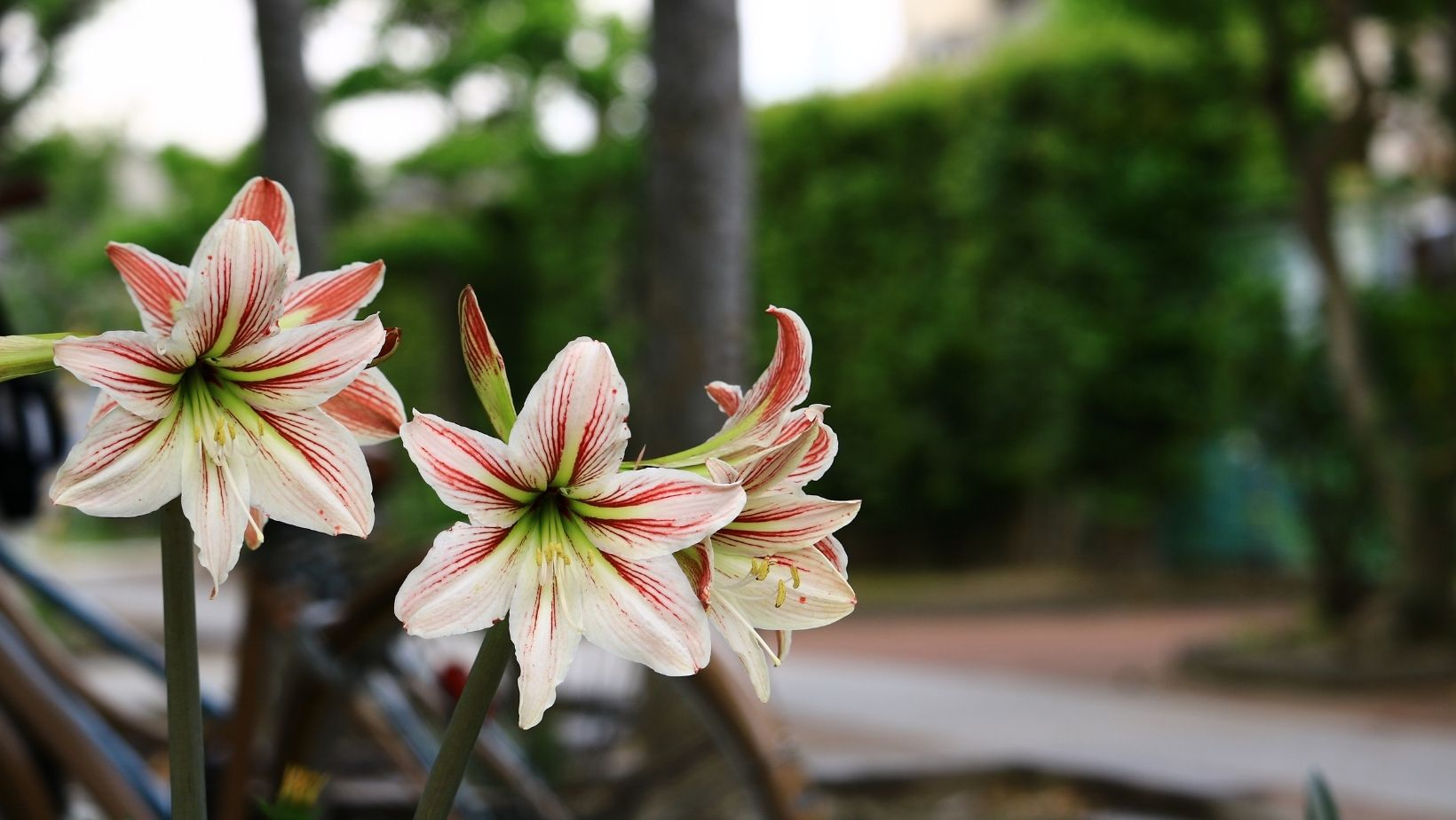 10 secrets for planting and caring amaryllis | My desired home