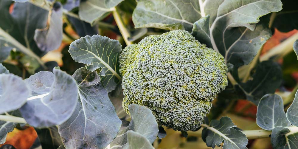 10 secrets for planting and growing broccoli in your garden | My ...