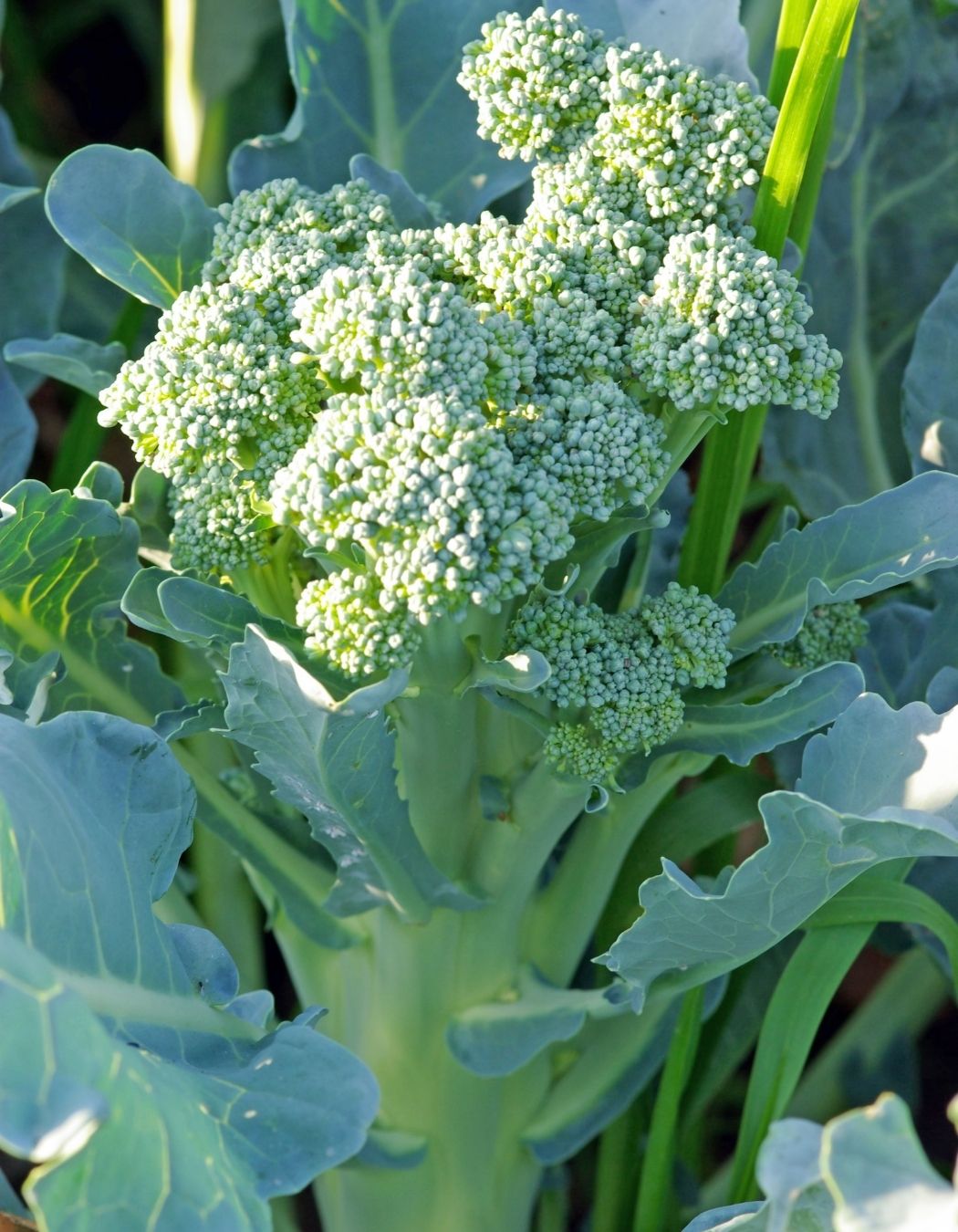 10 secrets for planting and growing broccoli in your garden | My ...