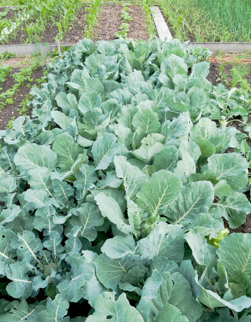 10 secrets for planting and growing broccoli in your garden | My ...