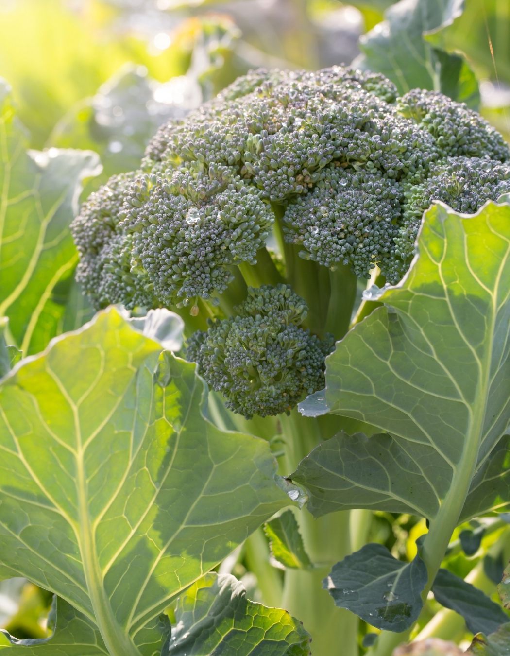 10 secrets for planting and growing broccoli in your garden | My ...