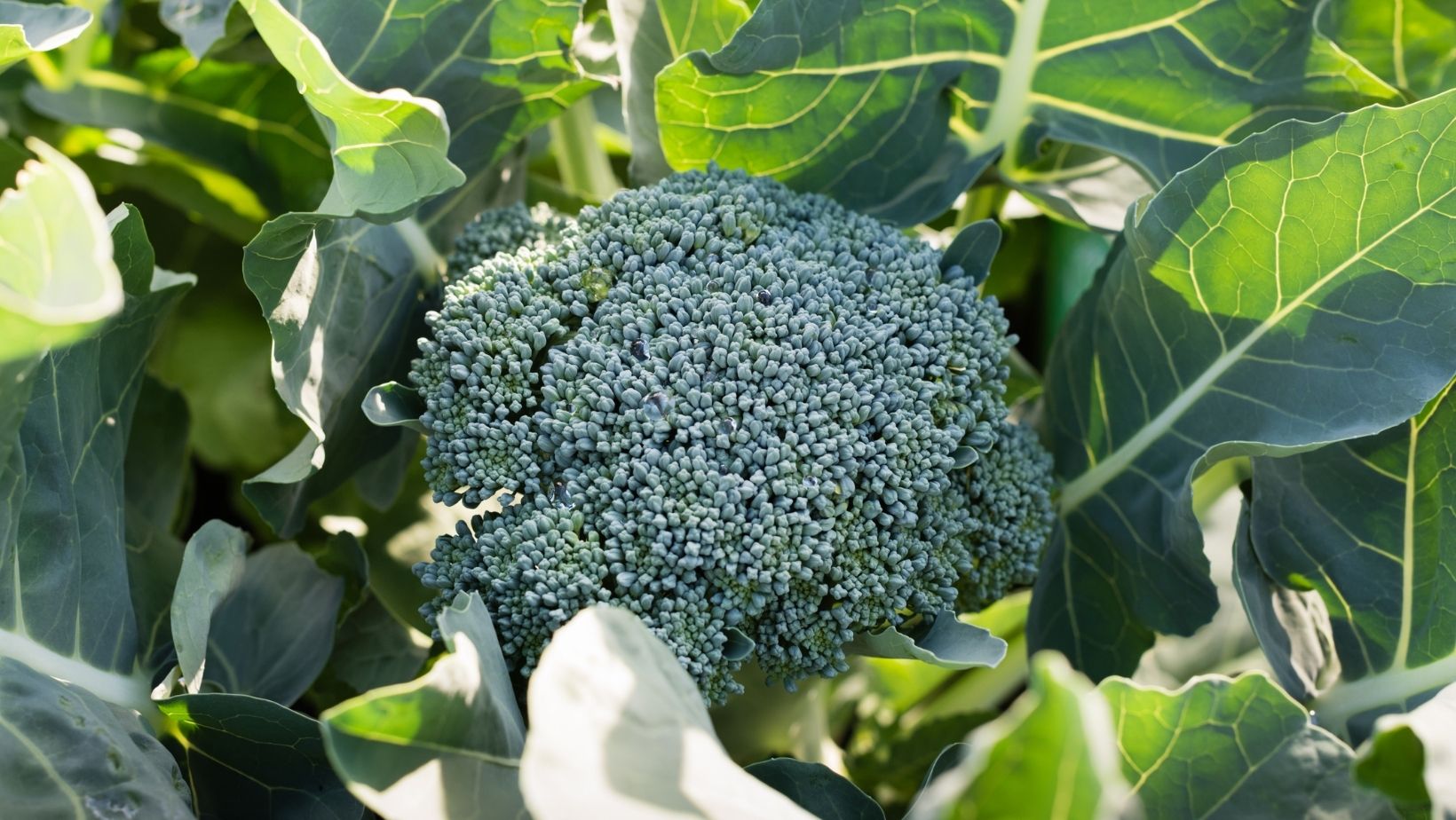 10 secrets for planting and growing broccoli in your garden | My ...
