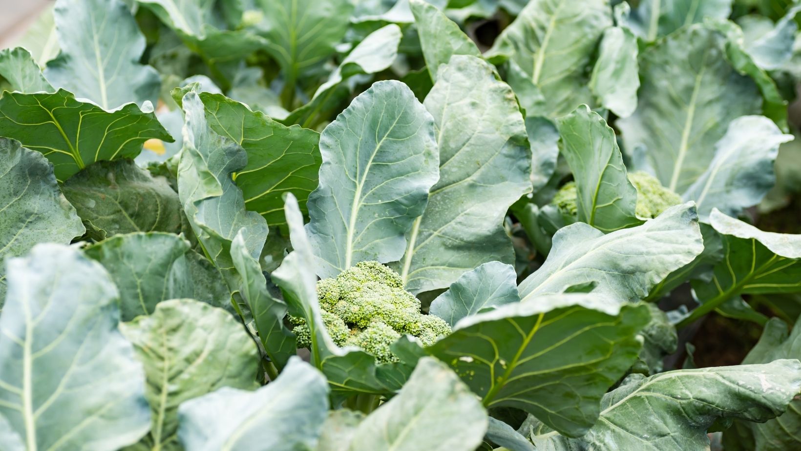 10 secrets for planting and growing broccoli in your garden | My ...