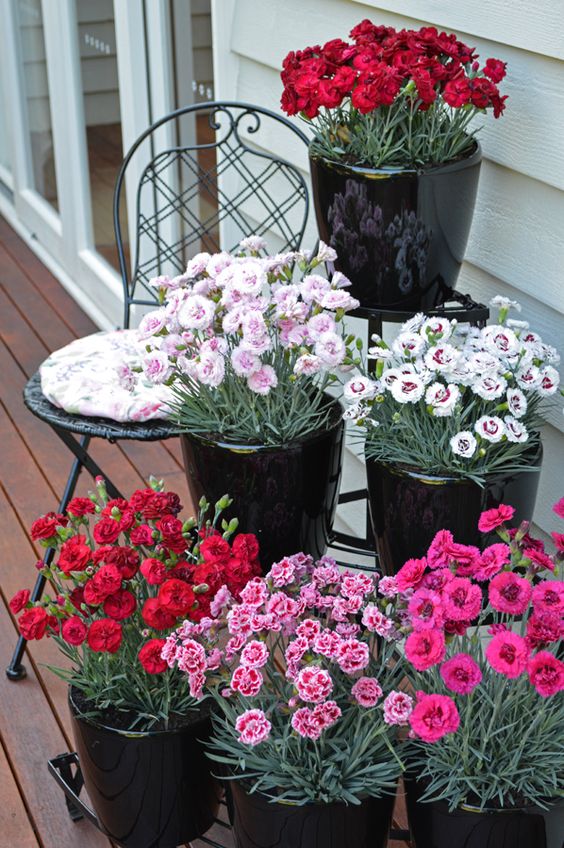 10 secrets for caring and planting carnation in your pot and garden ...