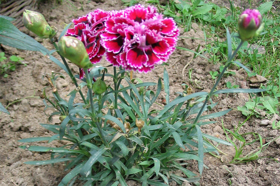 10 secrets for caring and planting carnation in your pot and garden ...