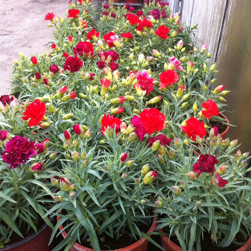 10 secrets for caring and planting carnation in your pot and garden ...