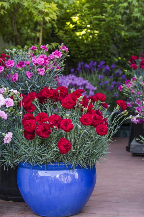 10 secrets for caring and planting carnation in your pot and garden ...