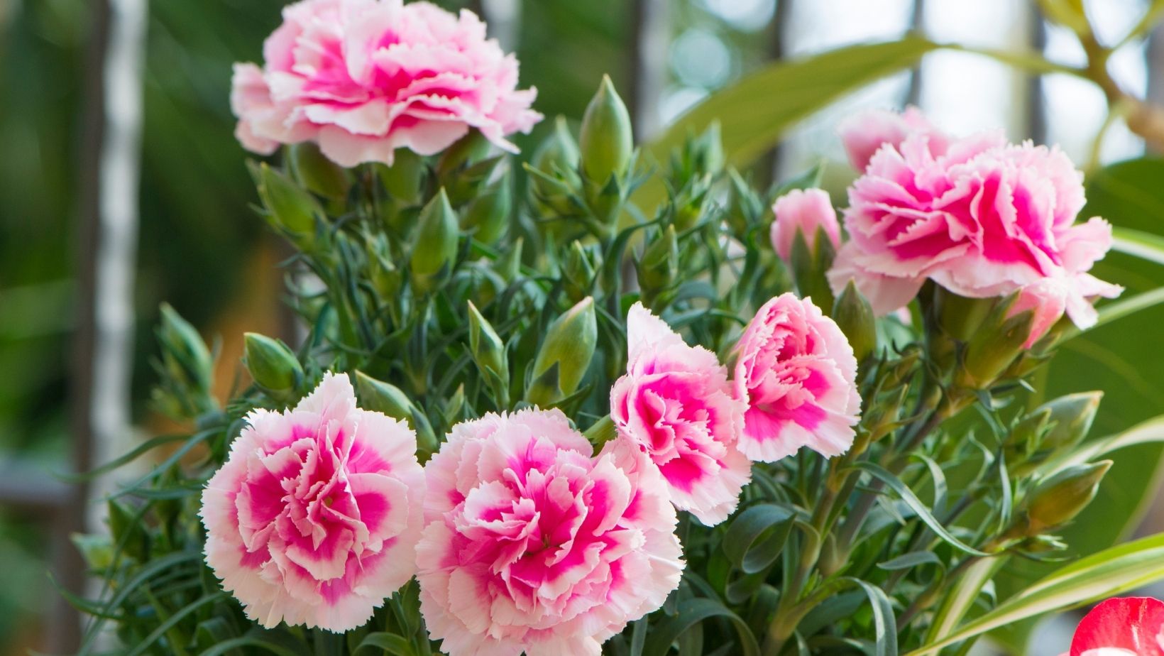 10 secrets for caring and planting carnation in your pot and garden ...