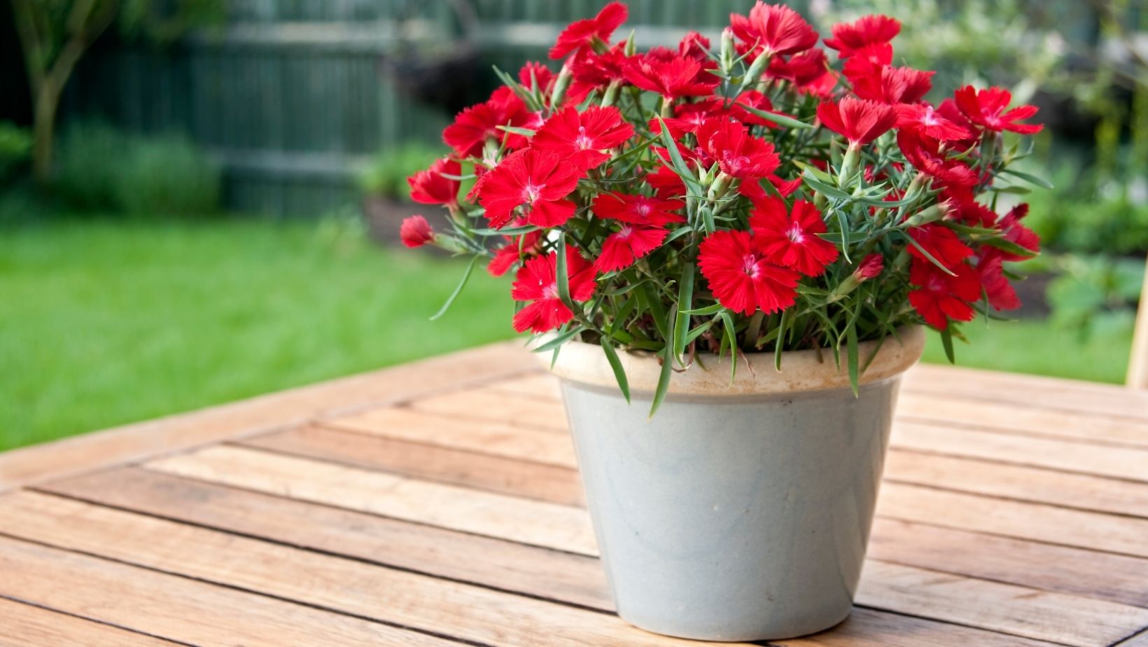 10 secrets for caring and planting carnation in your pot and garden ...