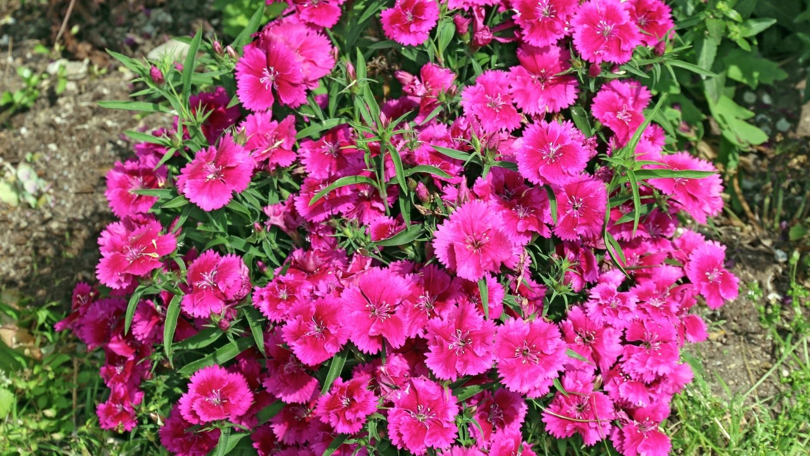10 secrets for caring and planting carnation in your pot and garden ...
