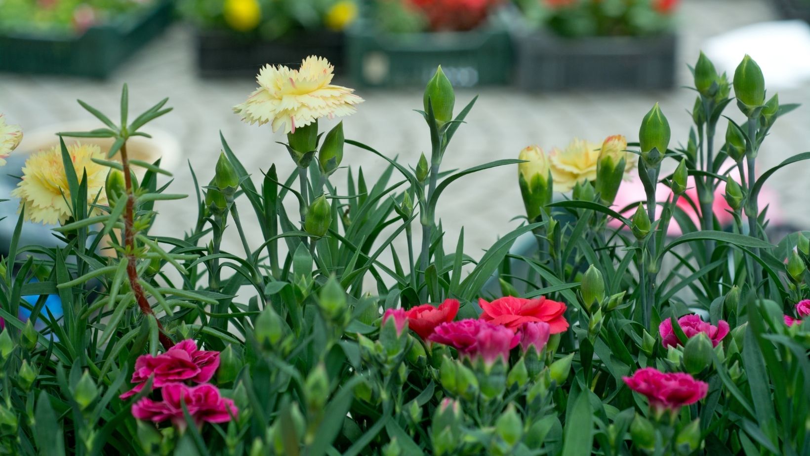 10 secrets for caring and planting carnation in your pot and garden ...