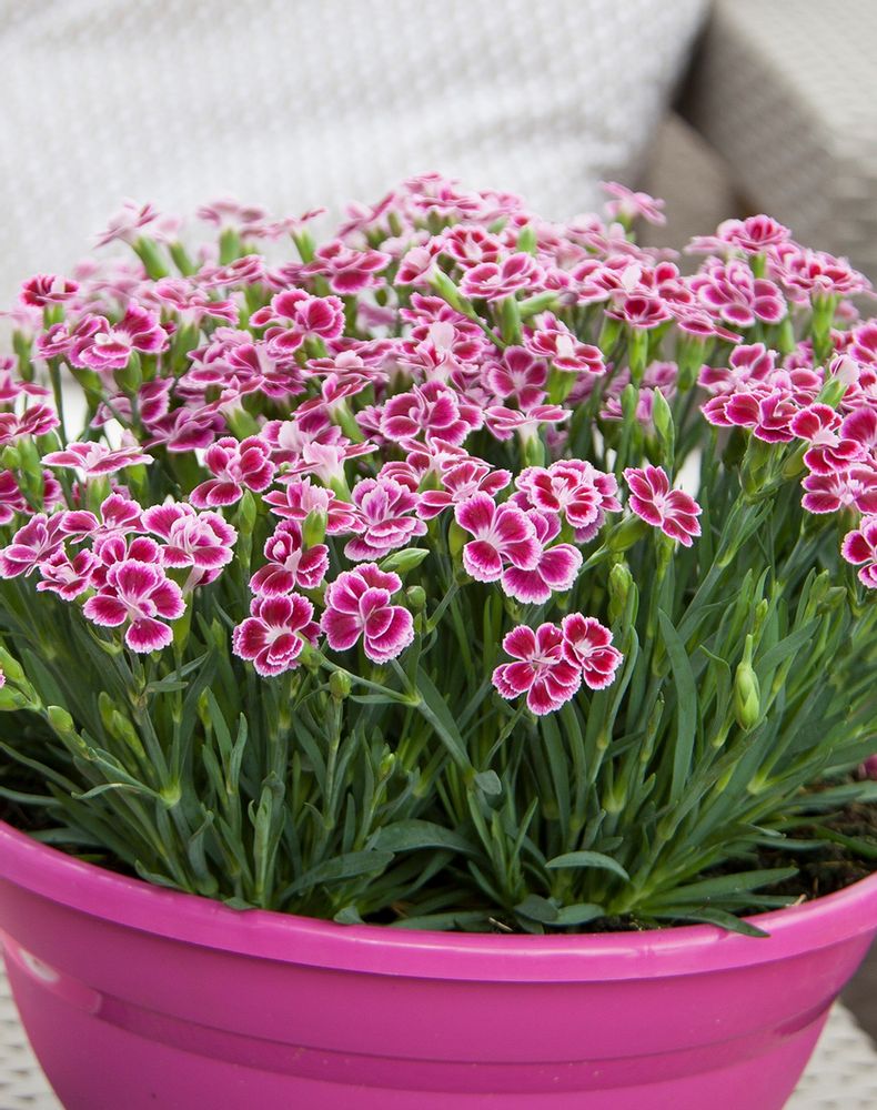 10 secrets for caring and planting carnation in your pot and garden ...
