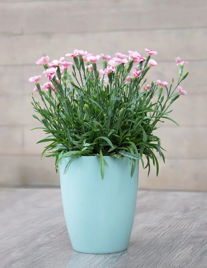 10 secrets for caring and planting carnation in your pot and garden ...