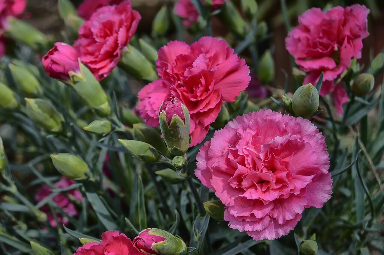 10 secrets for caring and planting carnation in your pot and garden ...