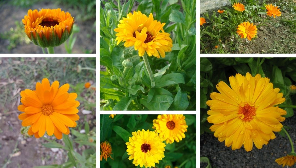 Calendula, beautiful and therapeutic plant for your garden | My desired ...