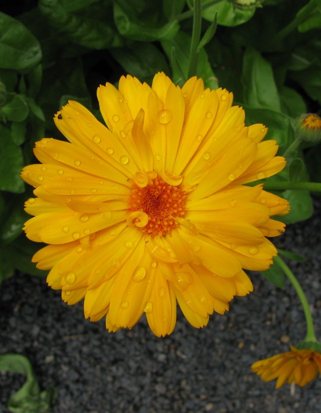 Calendula, beautiful and therapeutic plant for your garden | My desired ...