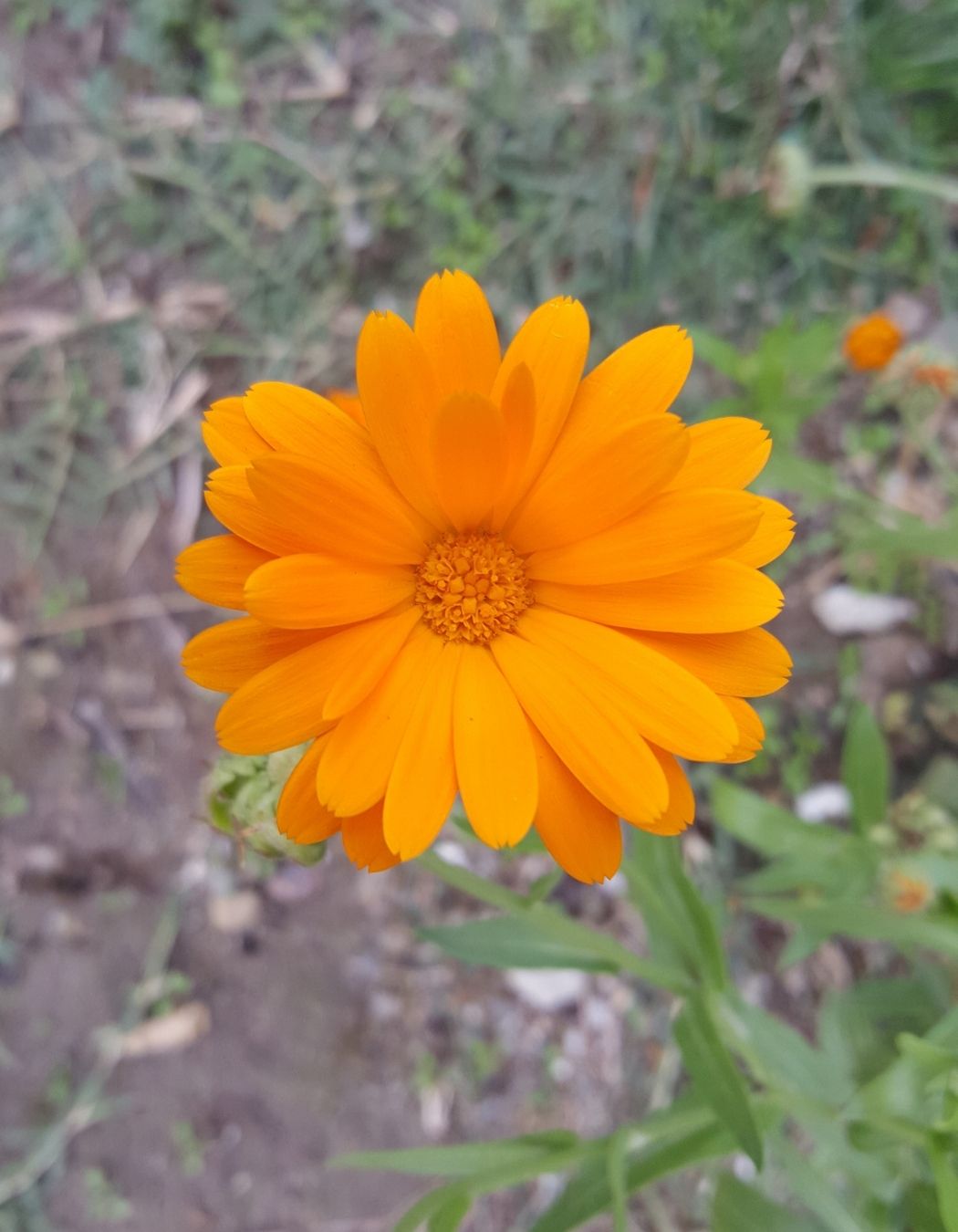 Calendula, beautiful and therapeutic plant for your garden | My desired ...